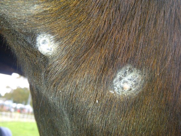 Legacy Equine Hospital Legacy Equine Hospital