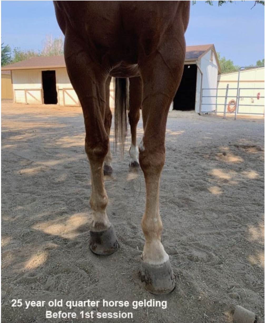 Crooked Leg - Where Does My Horse Hurt?