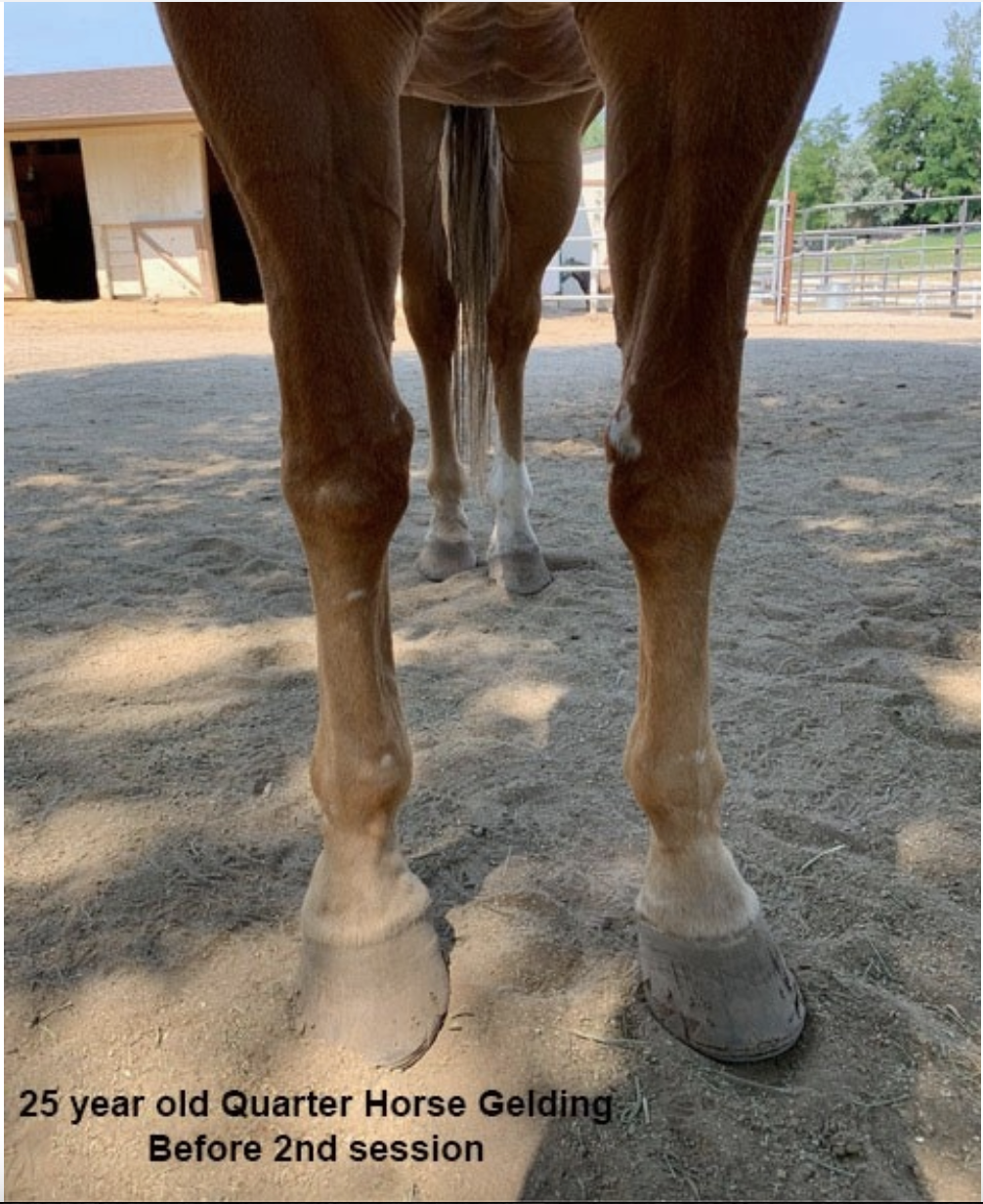 Crooked Leg - Where Does My Horse Hurt?